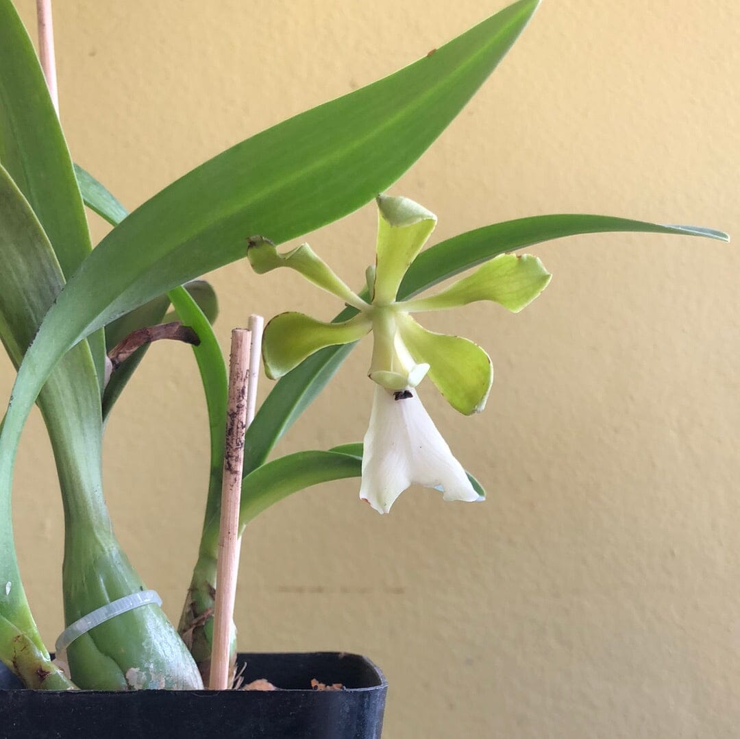 Encyclia cordigera 'Green' – La Foresta Orchids