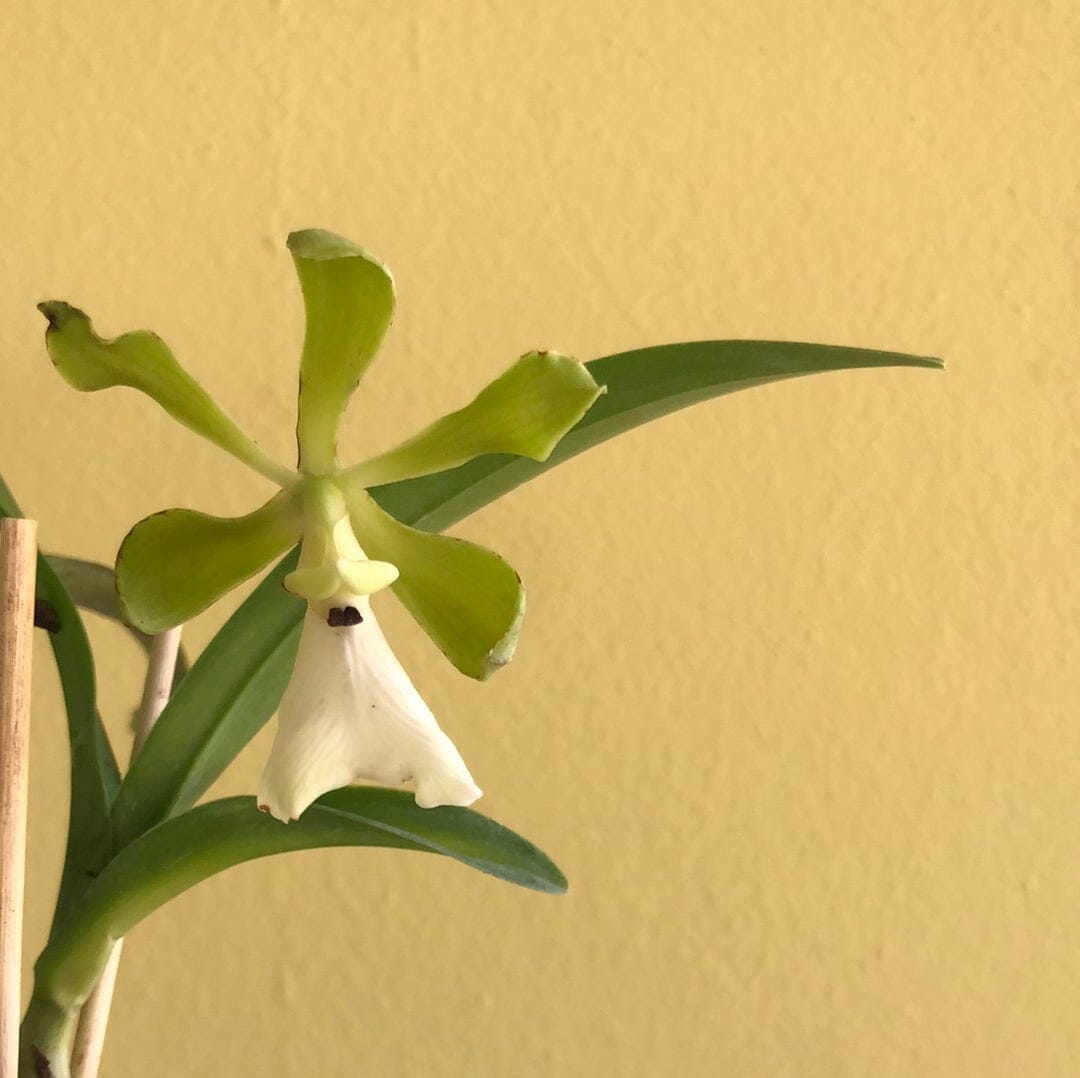 Encyclia cordigera 'Green' – La Foresta Orchids