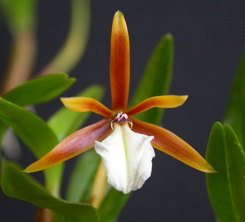 Encyclia polybulbon – La Foresta Orchids