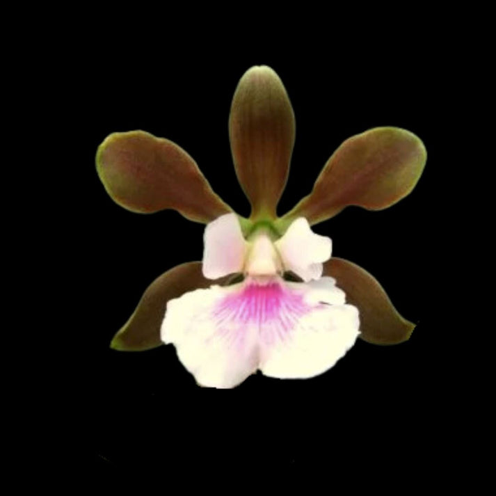Encyclia randii – La Foresta Orchids