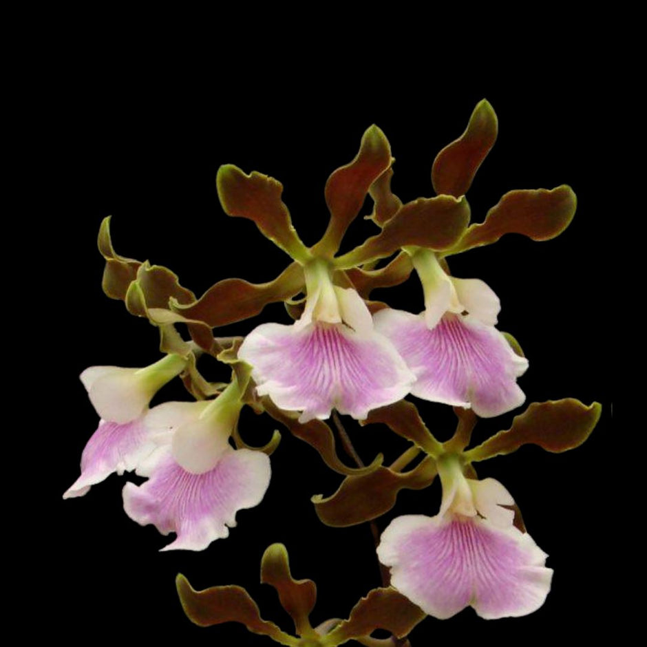 Encyclia, Eria & Miltonia Species & Hybrids – La Foresta Orchids