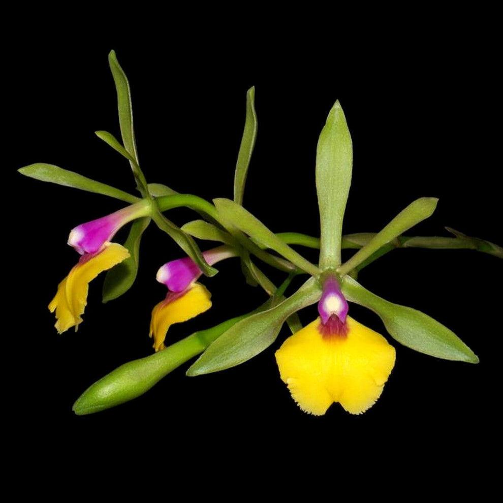 Cattleya Epicattleya Rene Marques – La Foresta Orchids
