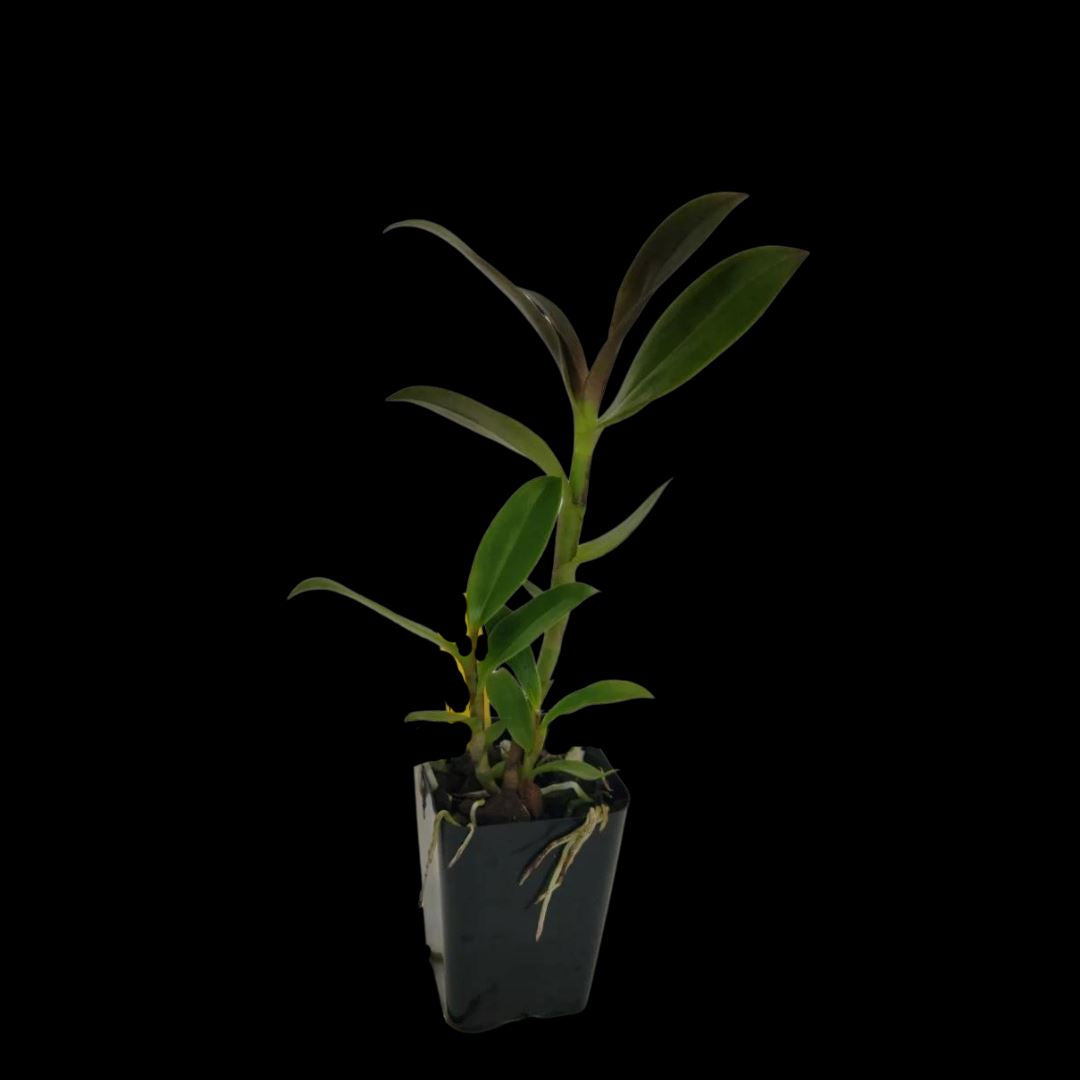 Cattleya Epicattleya Rene Marques 'Tyler' – La Foresta Orchids