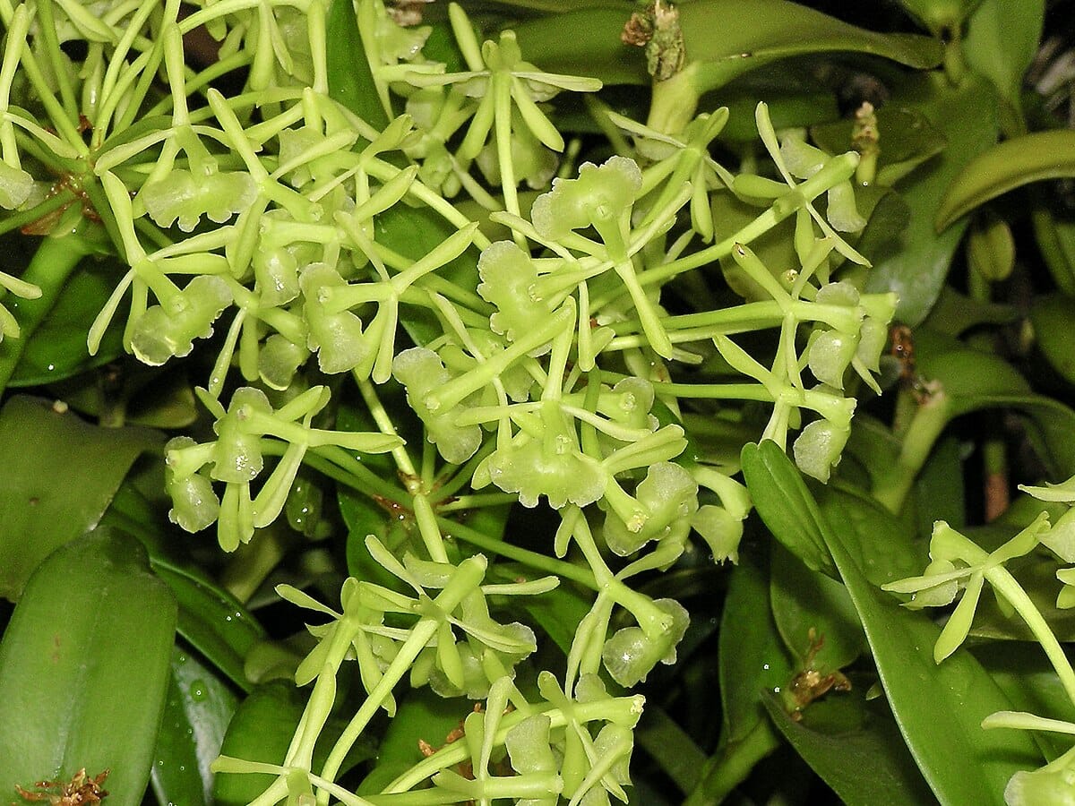 Epidendrum difforme – La Foresta Orchids