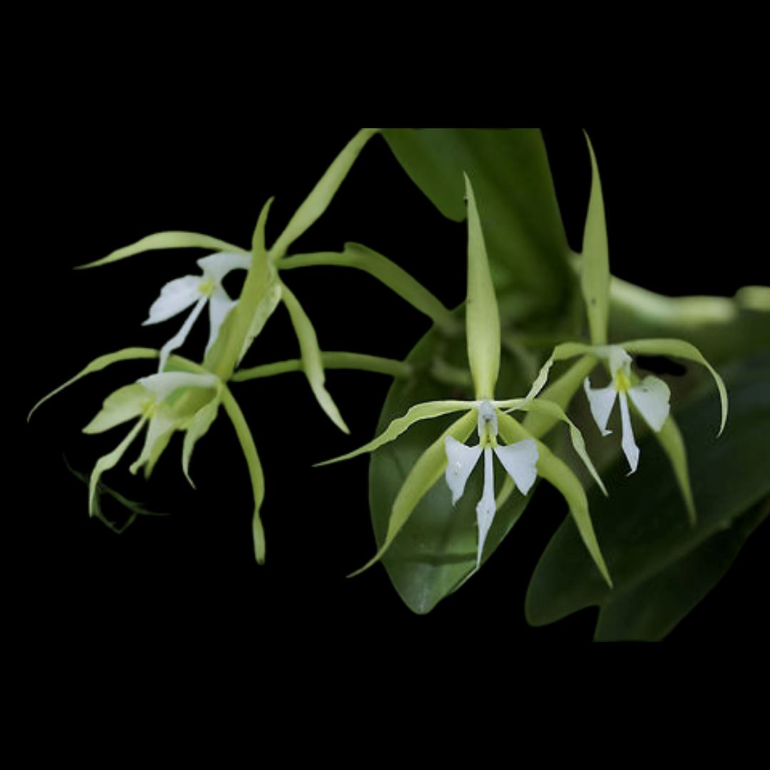 Epidendrum nocturnum – La Foresta Orchids