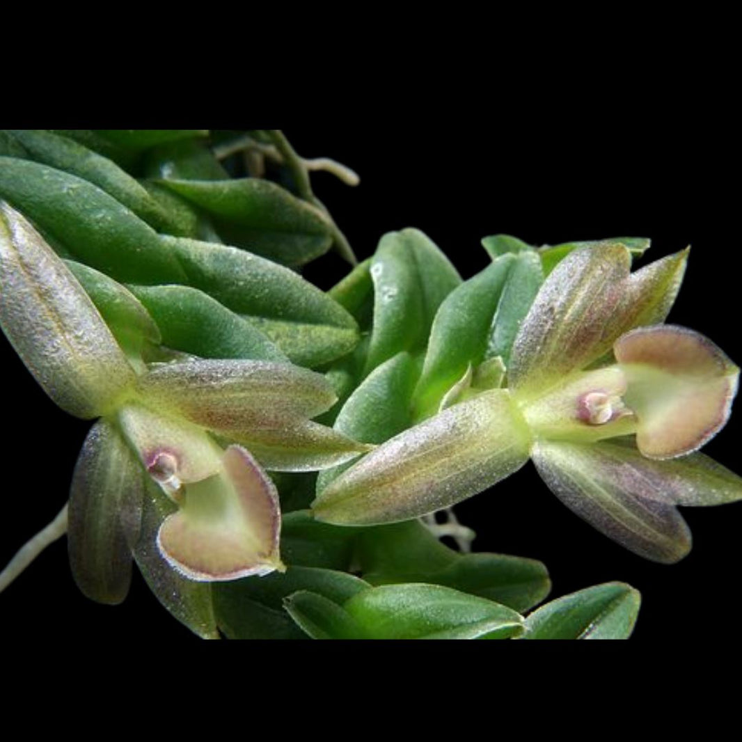 Epidendrum Species & Hybrids – La Foresta Orchids
