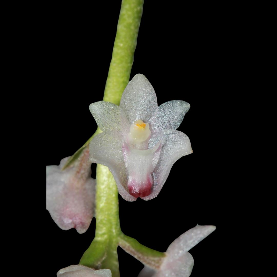 Eria convallarioides – La Foresta Orchids