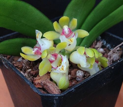 Gastrochilus japonicus – La Foresta Orchids