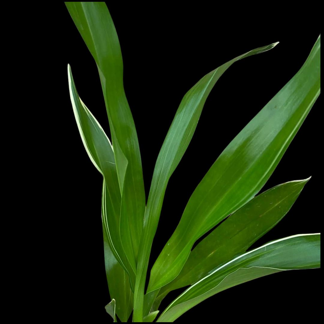 Grammatophyllum scriptum var. citrinum – La Foresta Orchids