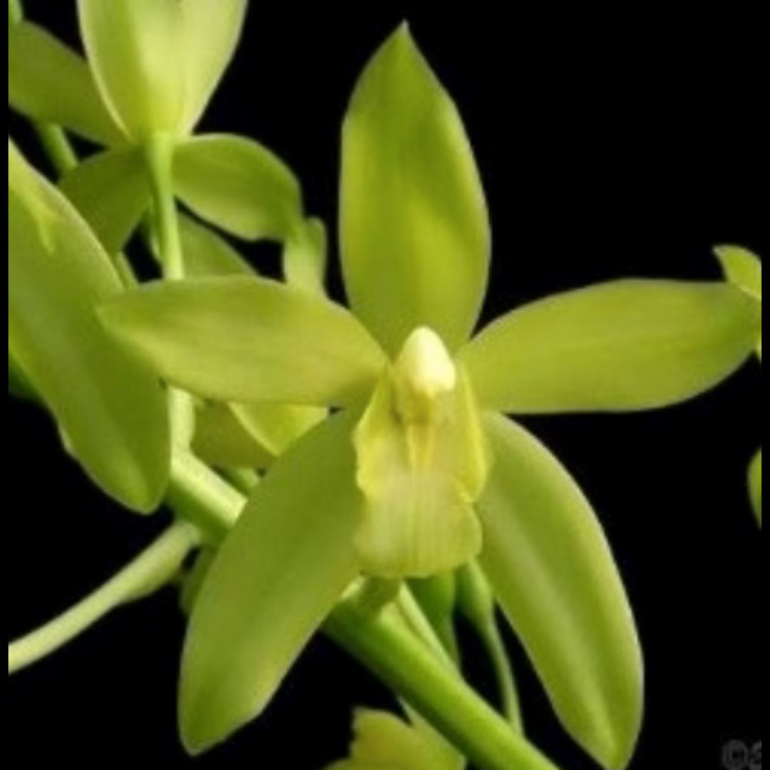 Grammatophyllum scriptum var. citrinum – La Foresta Orchids