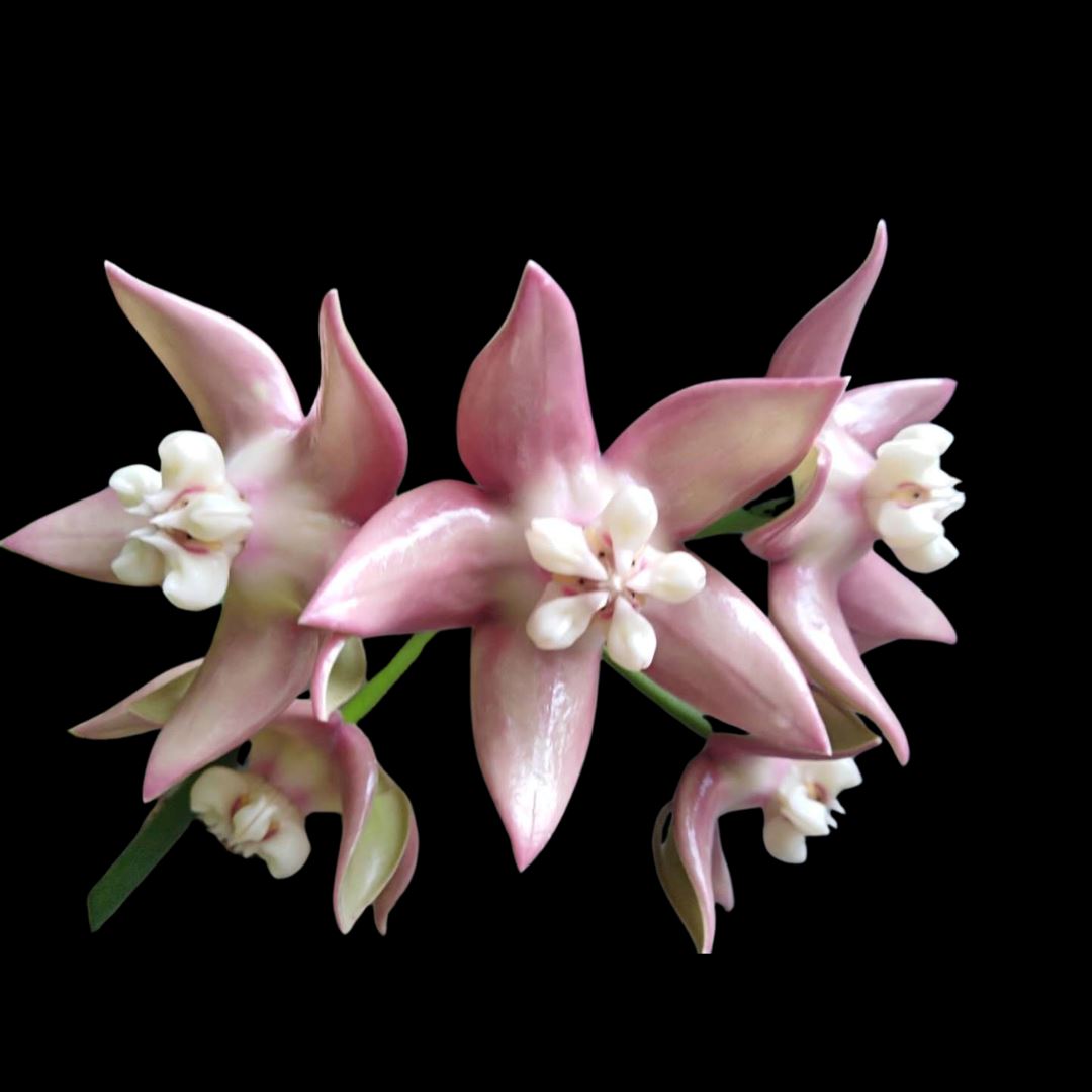 Hoya Specialty - Species & Hybrids – La Foresta Orchids