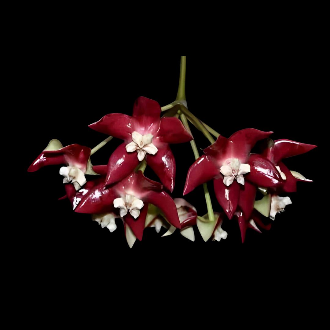 Hoya Specialty - Species & Hybrids – La Foresta Orchids