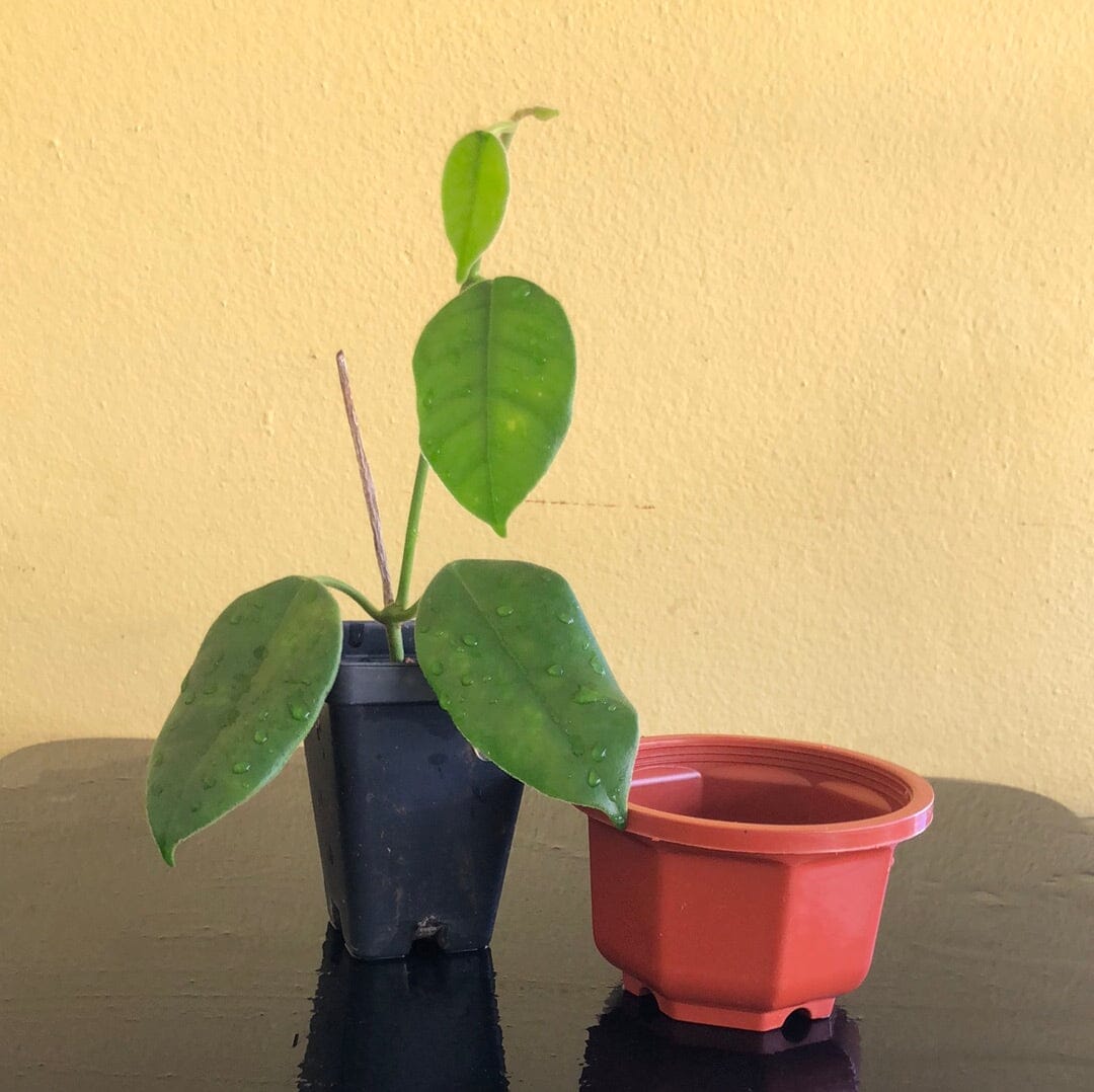 Hoya obtusifolioides var. green – La Foresta Orchids