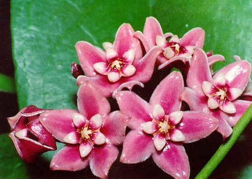Hoya subcalva – La Foresta Orchids