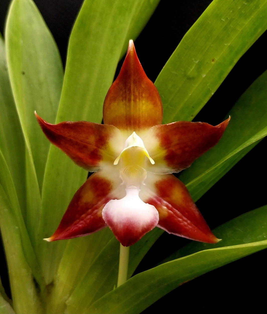 The Top 10 Most Expensive Orchids in the World – La Foresta Orchids