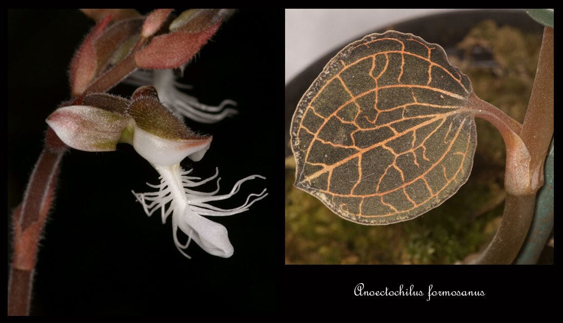 Jewel Orchid: Anoectochilus formosanus – La Foresta Orchids