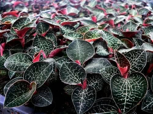 Jewel Orchid: Anoectochilus formosanus – La Foresta Orchids