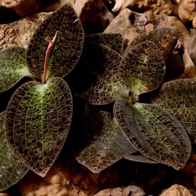 Jewel Orchid: Dossinia marmorata – La Foresta Orchids