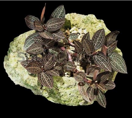 Jewel Orchid: Ludochilus ‘Poly' – La Foresta Orchids