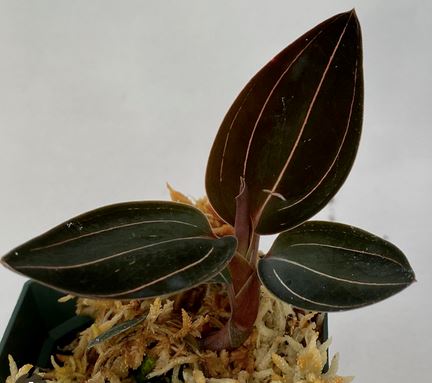 Jewel Orchid: Ludochilus 'Sea Turtle' – La Foresta Orchids