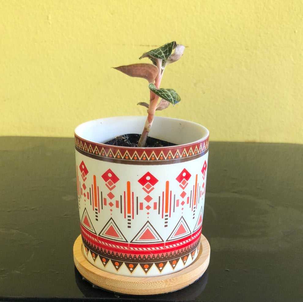 Jewel Orchid: Anoectochilus formosanus – La Foresta Orchids