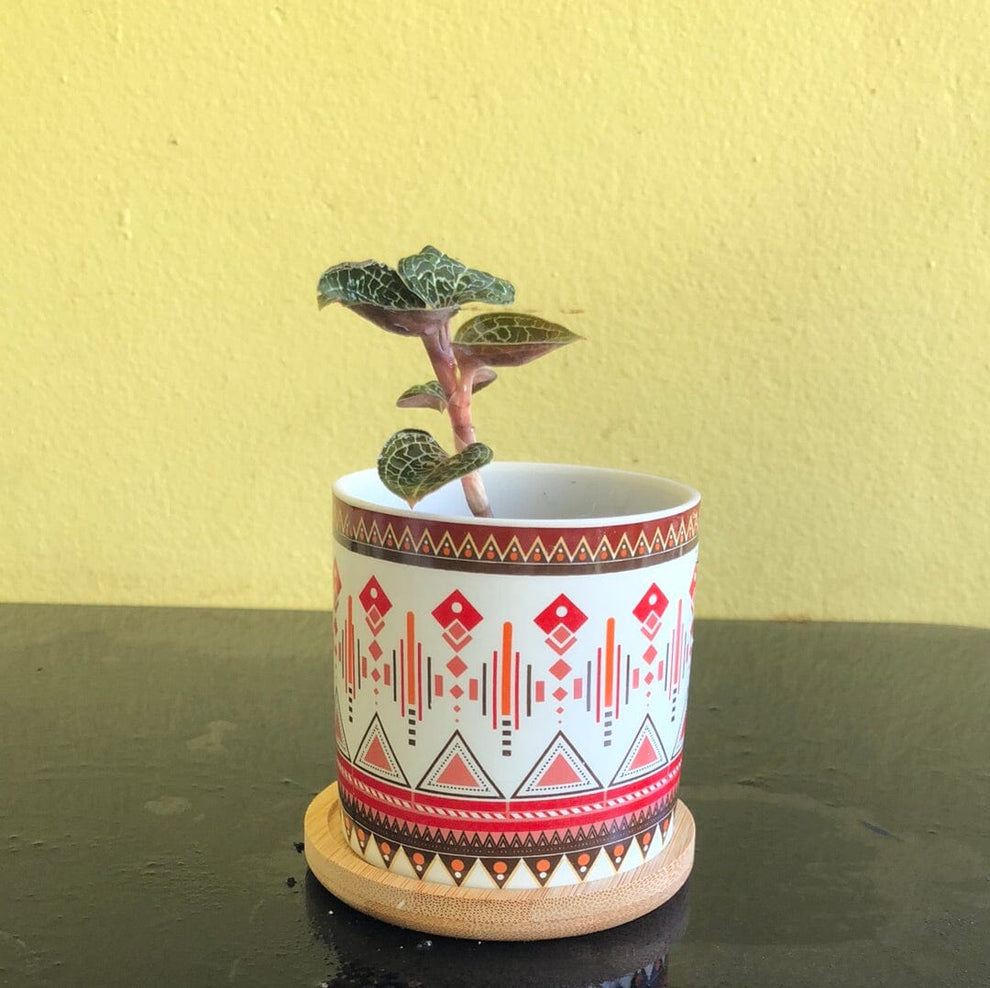 Jewel Orchid: Anoectochilus formosanus – La Foresta Orchids