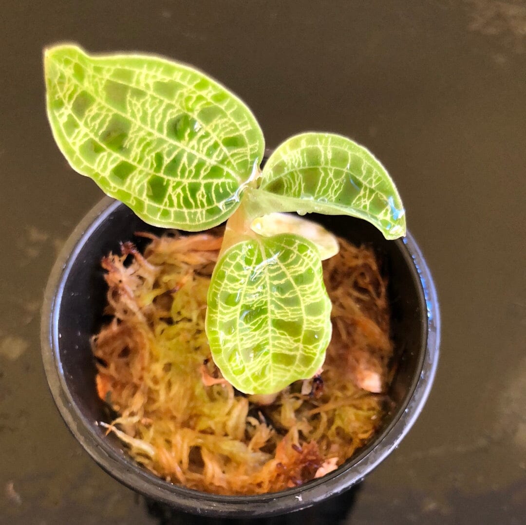 Jewel Orchid: Macodes petola – La Foresta Orchids