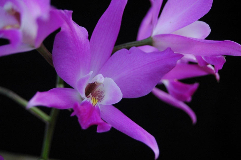 Laelia anceps x Laelia autumnalis – La Foresta Orchids