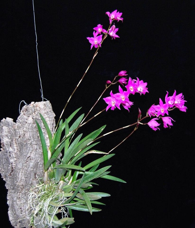 Laelia anceps x Laelia autumnalis – La Foresta Orchids