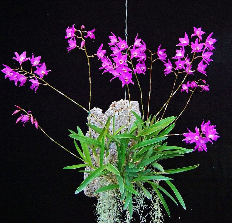 Laelia anceps x Laelia autumnalis – La Foresta Orchids