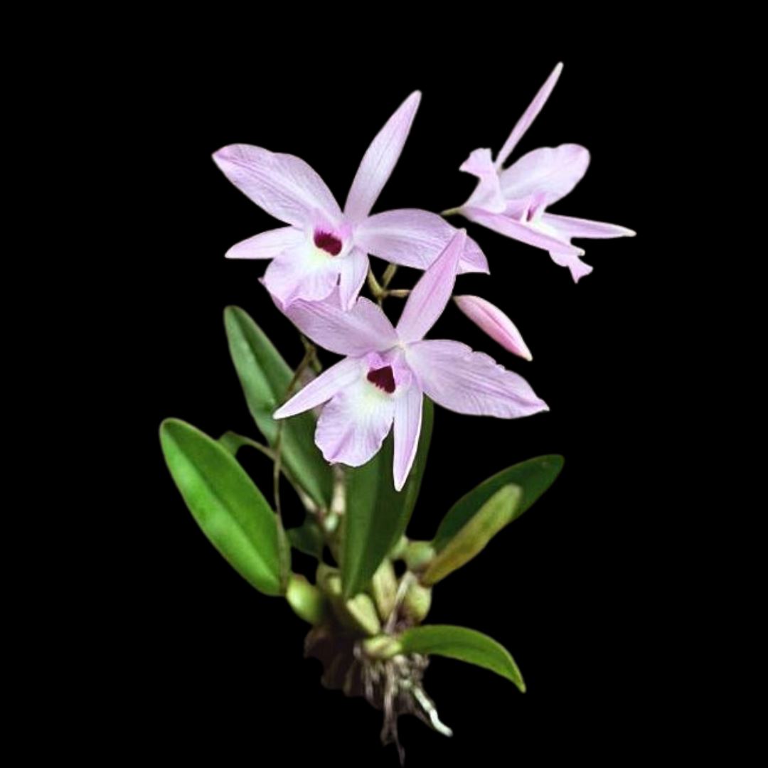 Laelia rubescens – La Foresta Orchids