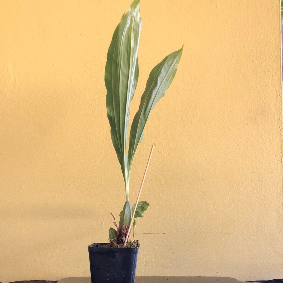 Lycaste tricolor x Lycaste macrophylla! – La Foresta Orchids