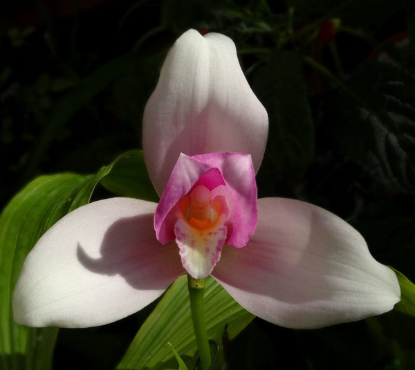 Lycaste × imschootiana – La Foresta Orchids