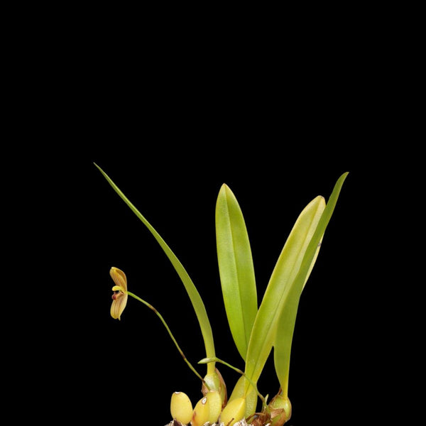 Maxillaria lineolata – La Foresta Orchids
