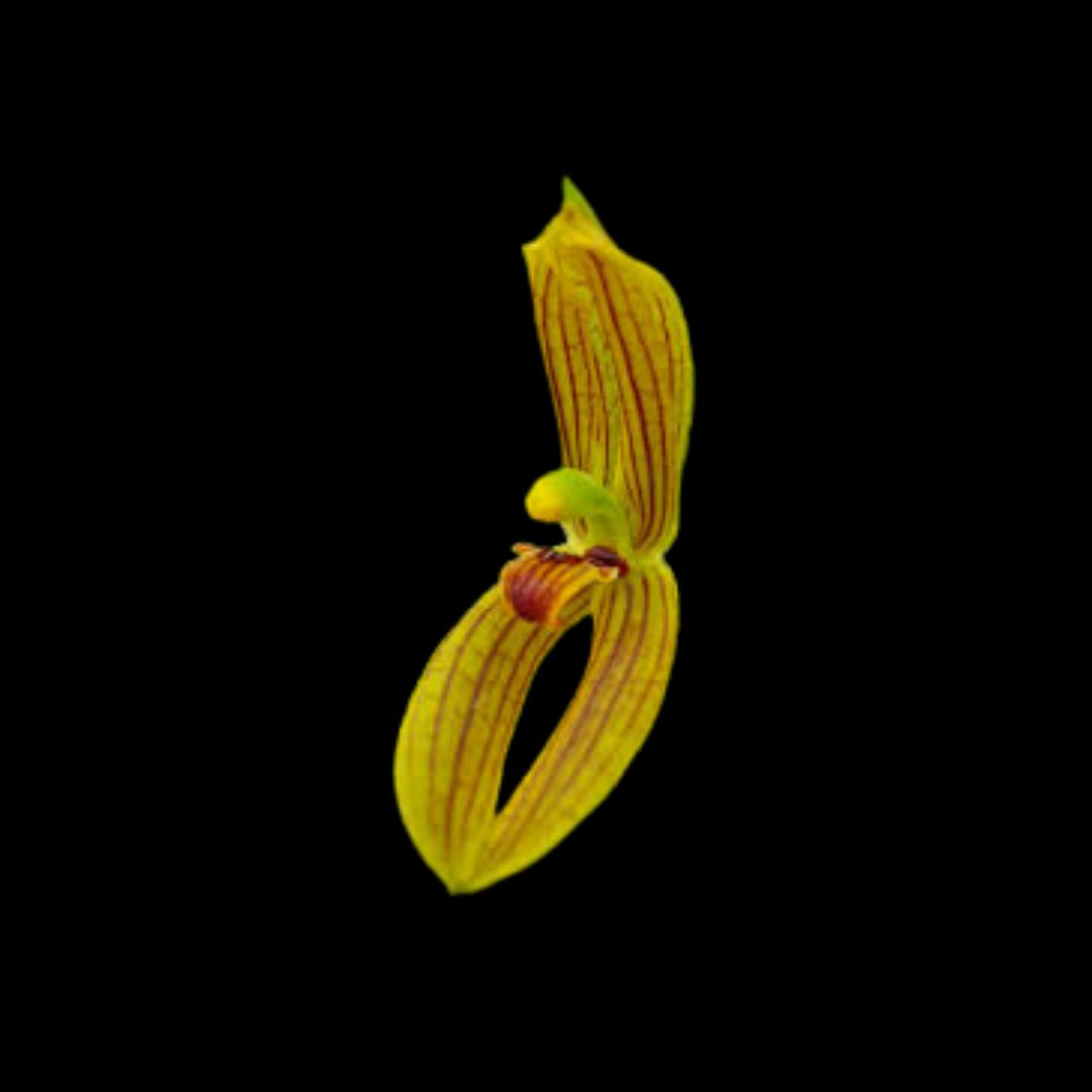 Maxillaria lineolata – La Foresta Orchids