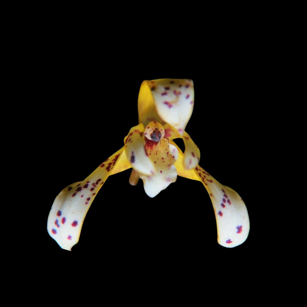 Maxillaria picta – La Foresta Orchids