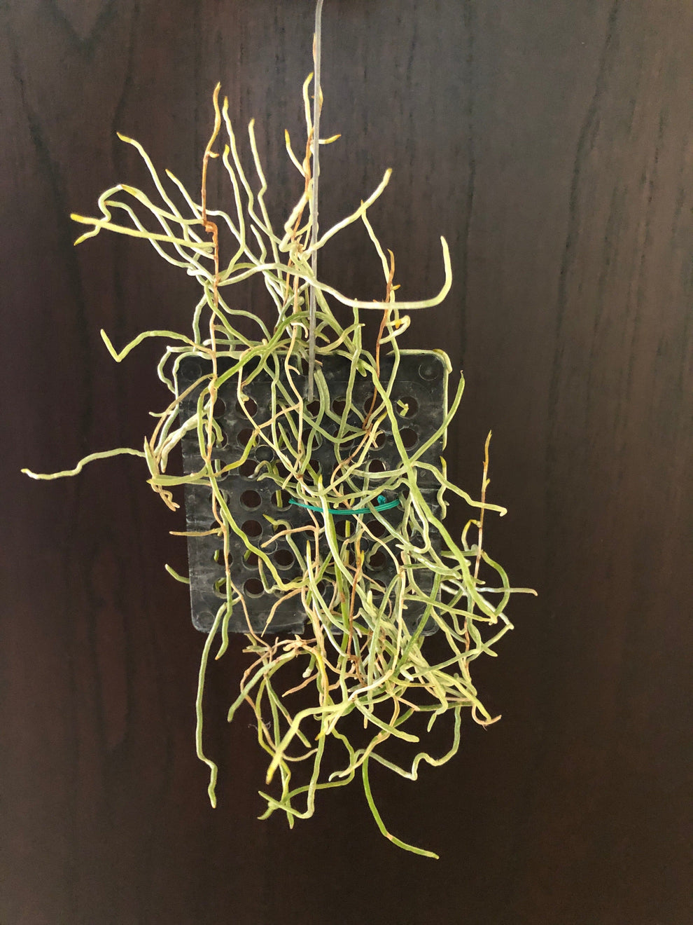 Microcoelia cornuta – La Foresta Orchids