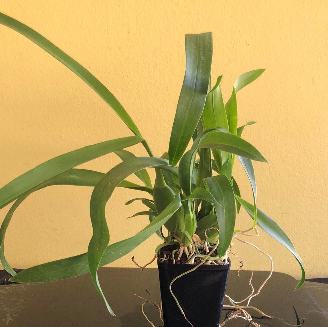 Oncidium Alliance - Colmanara Massai 'Pink’ – La Foresta Orchids
