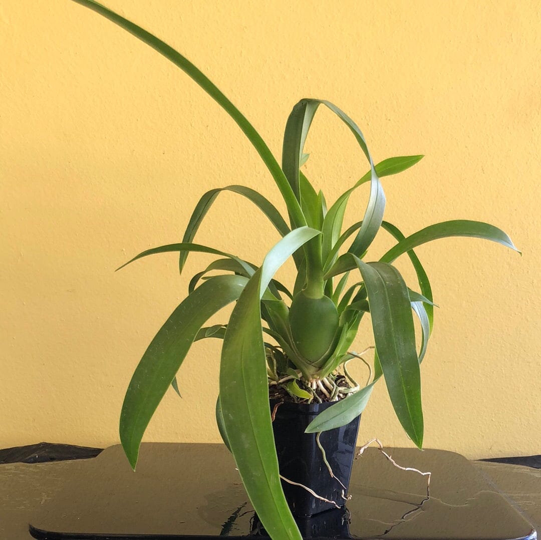 Oncidium Alliance - Colmanara Massai 'Pink’ – La Foresta Orchids