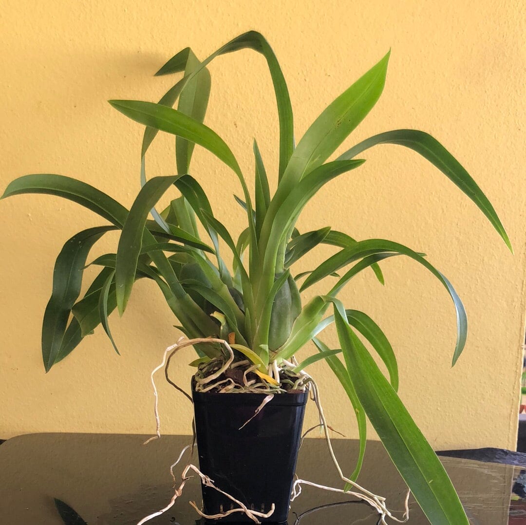 Oncidium Alliance - Colmanara Massai 'Pink’ – La Foresta Orchids