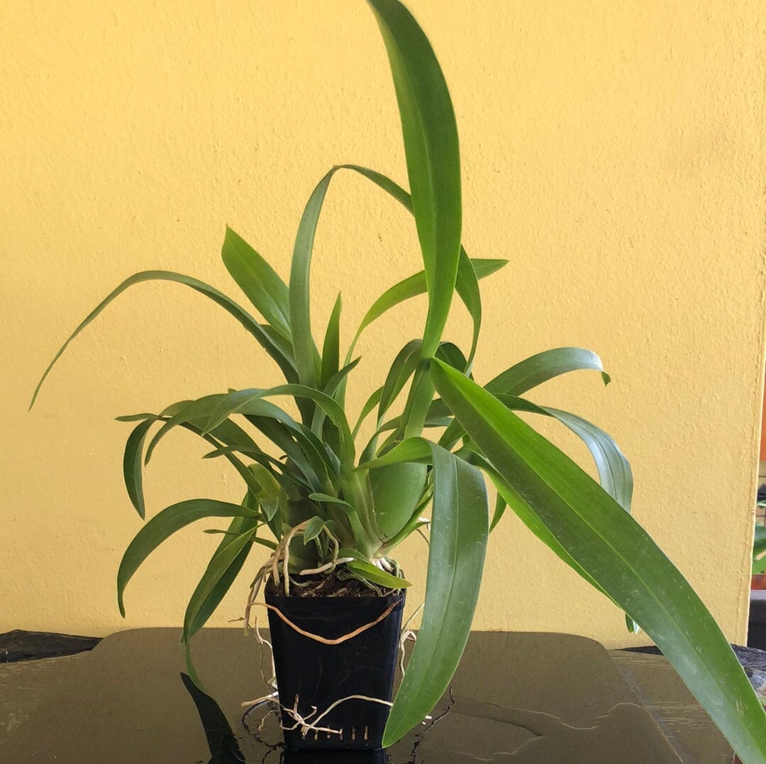 Oncidium Alliance - Colmanara Massai 'Pink’ – La Foresta Orchids
