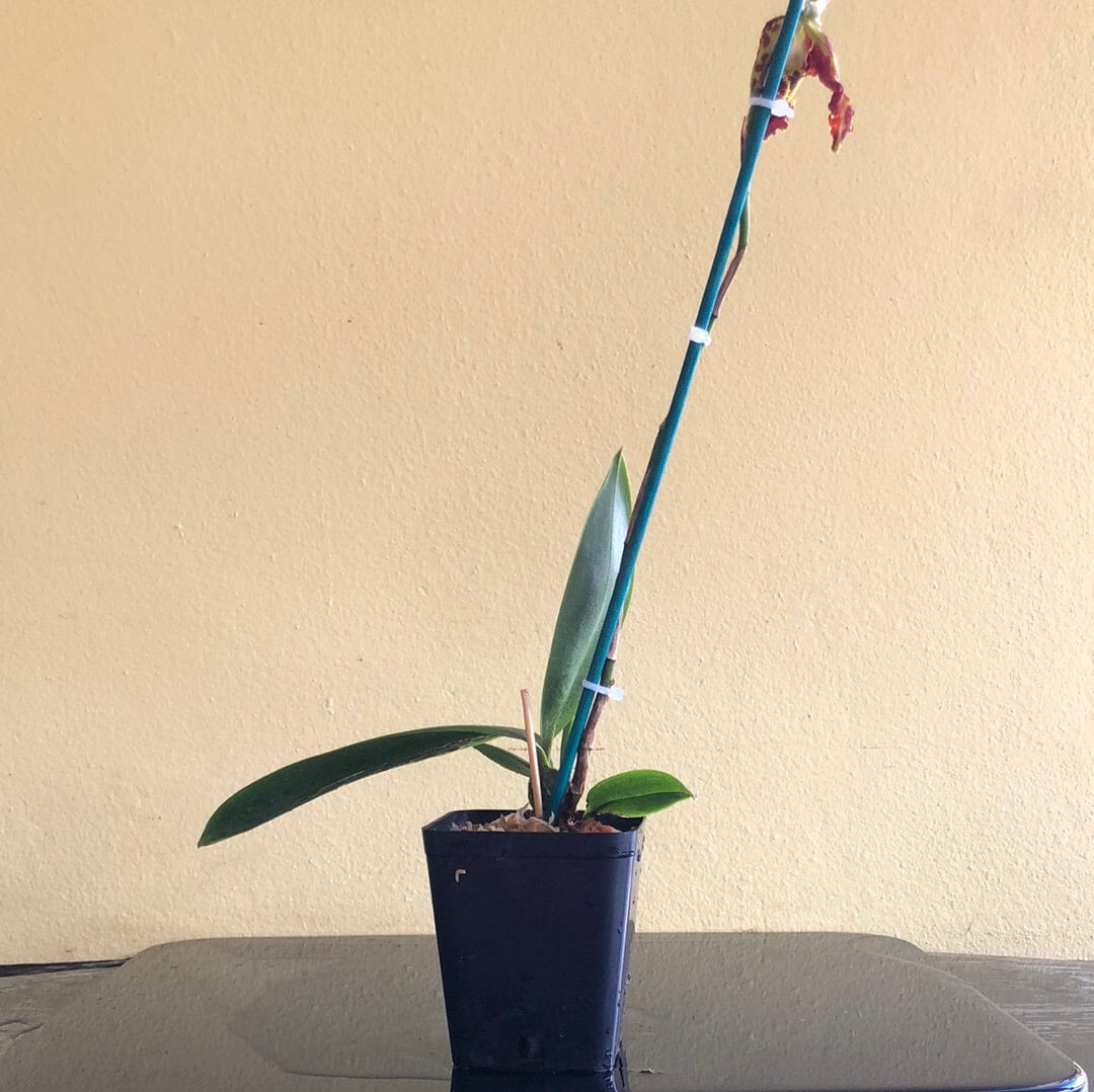 Oncidium Alliance - Psychopsis Mariposa 'Special' Three Lips – La Foresta Orchids