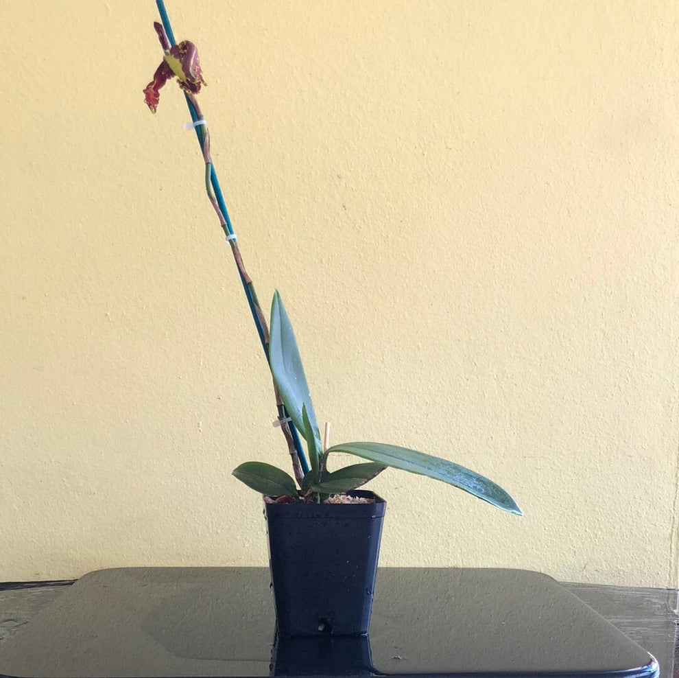 Oncidium Alliance - Psychopsis Mariposa 'Special' Three Lips – La Foresta Orchids