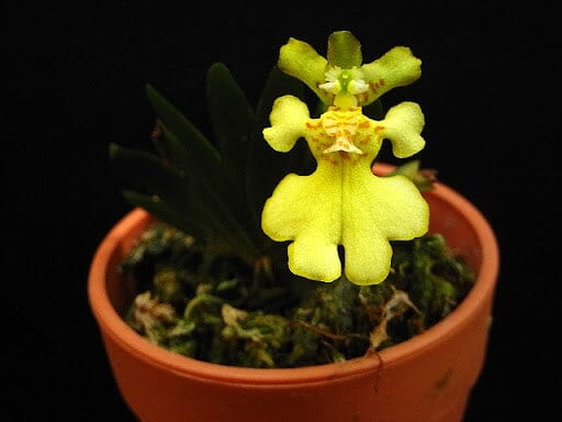 Oncidium Alliance - Psygmorchis pusilla – La Foresta Orchids