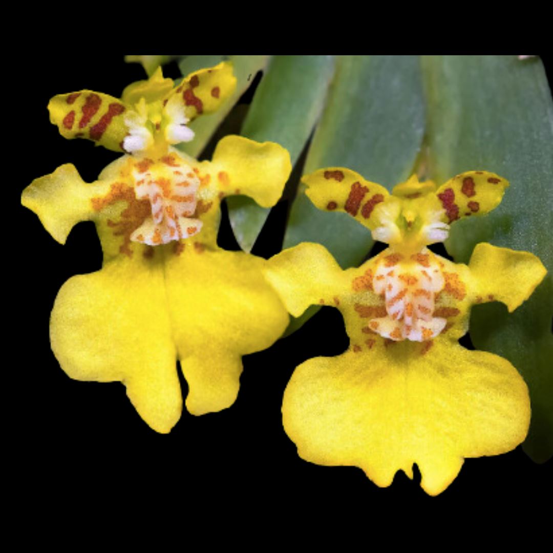 Oncidium Alliance - Psygmorchis pusilla – La Foresta Orchids