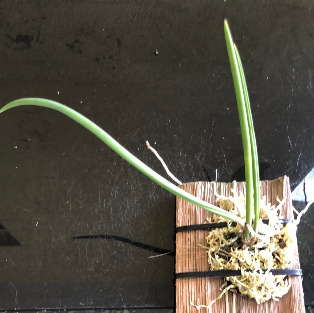 Oncidium Alliance - Trichocentrum cebolleta x splendidum – La Foresta ...