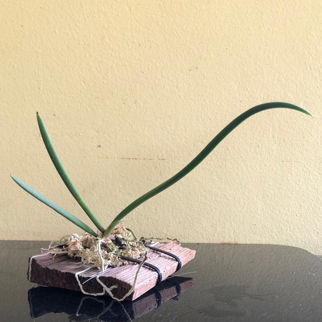 Oncidium Alliance - Trichocentrum cebolleta x splendidum – La Foresta ...