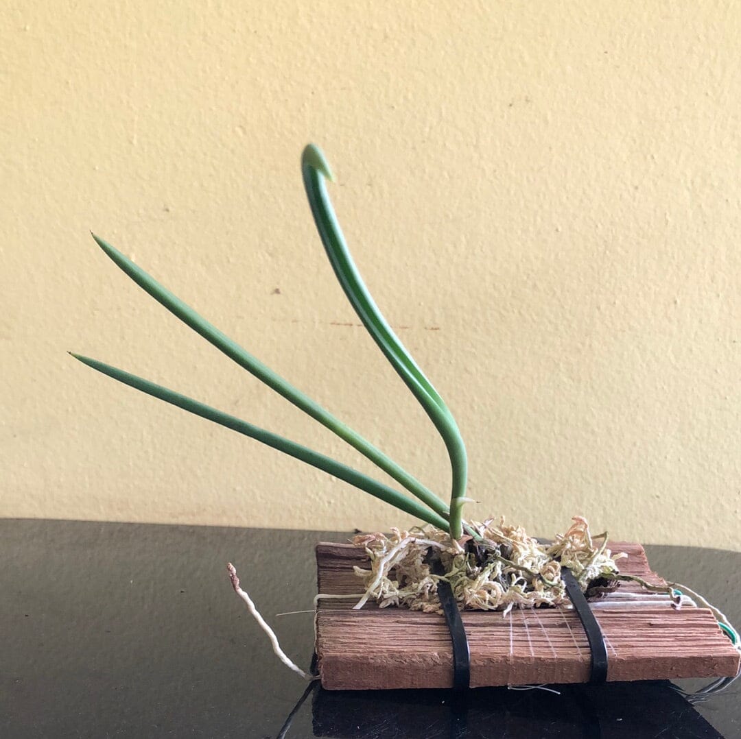 Oncidium Alliance - Trichocentrum cebolleta x splendidum – La Foresta ...