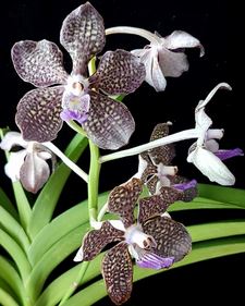 Vanda Hybrids: Mimi Palmer – La Foresta Orchids