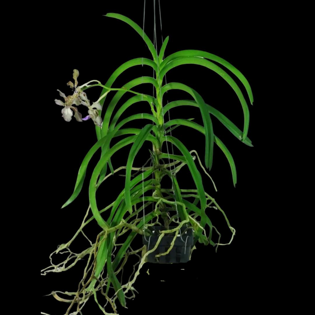 Vanda Hybrids: Mimi Palmer – La Foresta Orchids